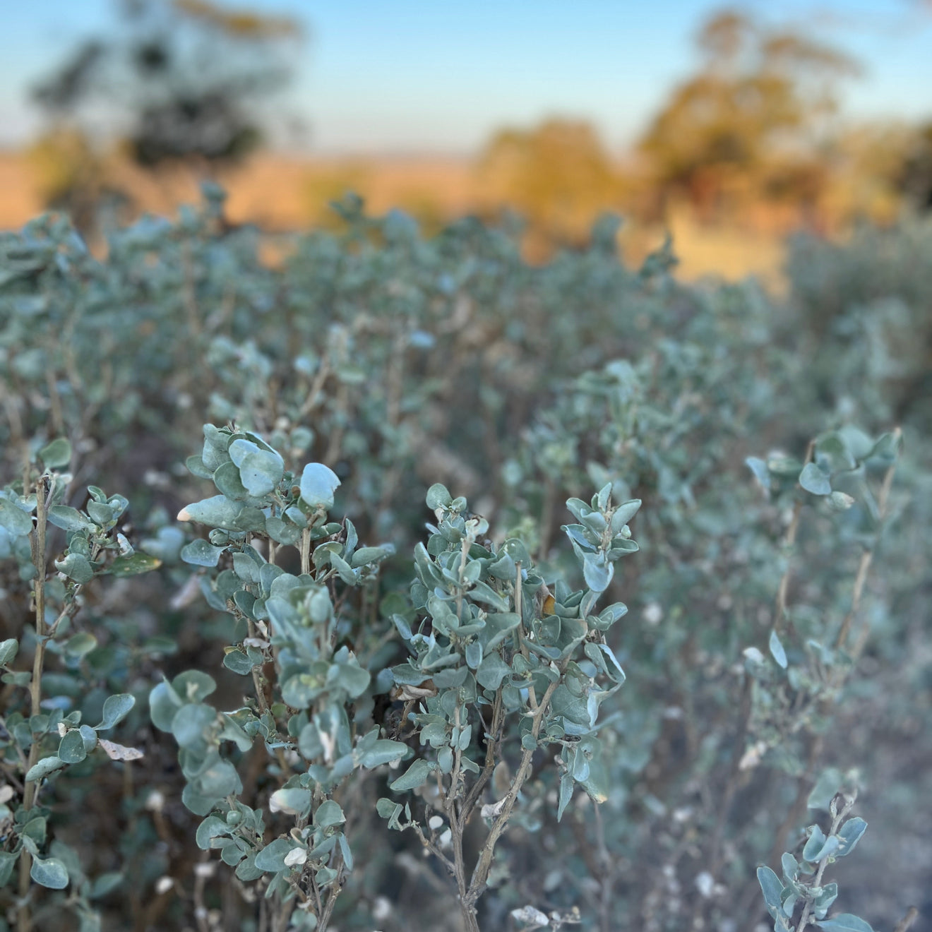 Edible Flowers, Rare Herbs & Bush Foods from SA's Fleurieu Peninsula ...