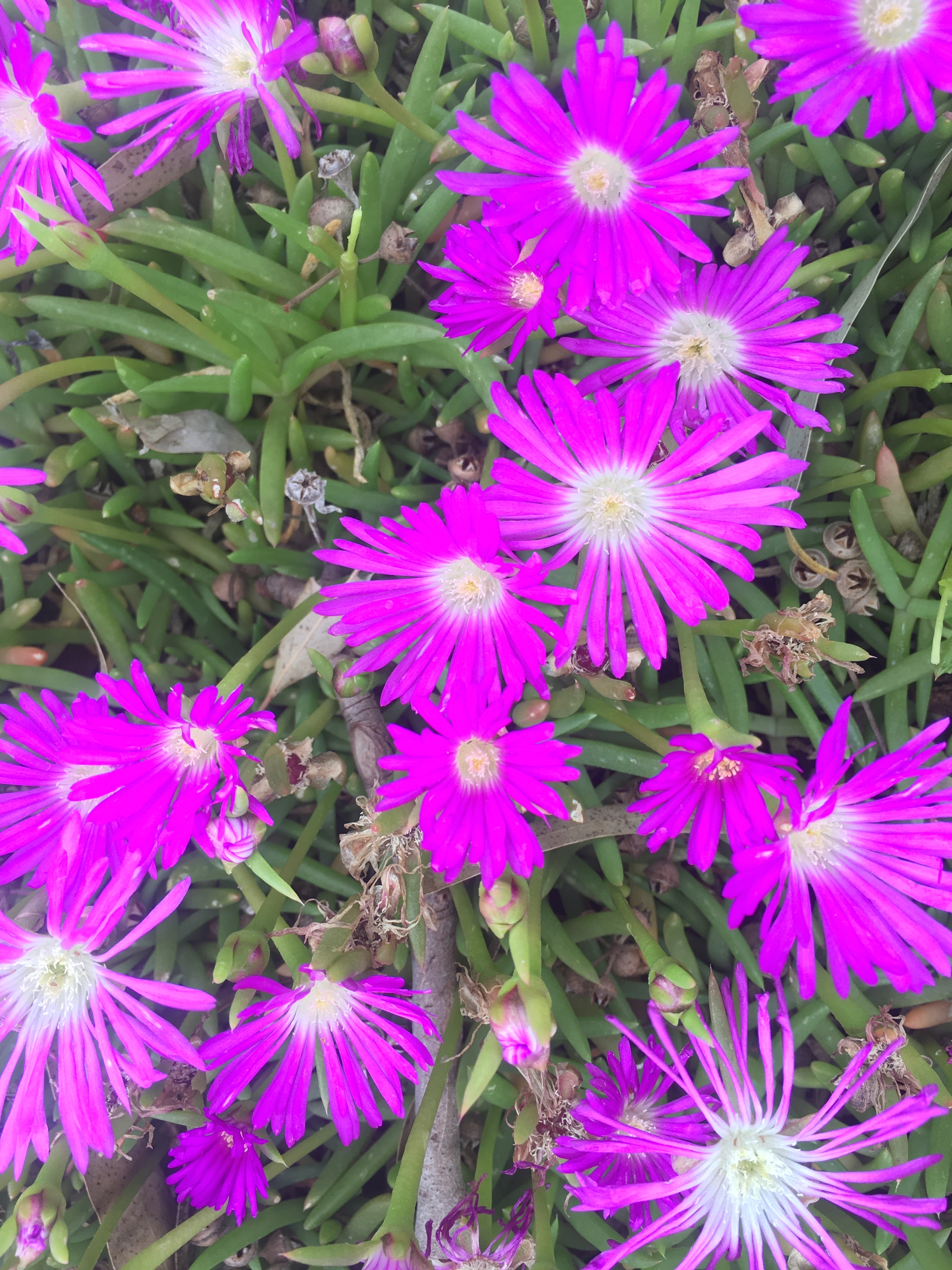 Karkalla (Small Leaf Pigface) Flower – McMillan & Drew Collective